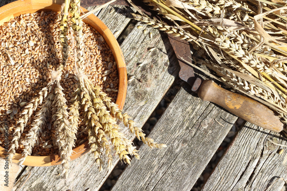 Harvest Festival woman hand weaving corn dolly for Harvest Festival in ...