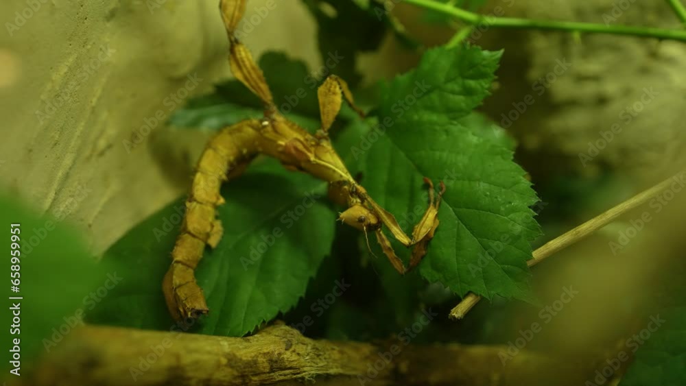 Close-up view of Extatosoma tiaratum, commonly known as the spiny leaf ...