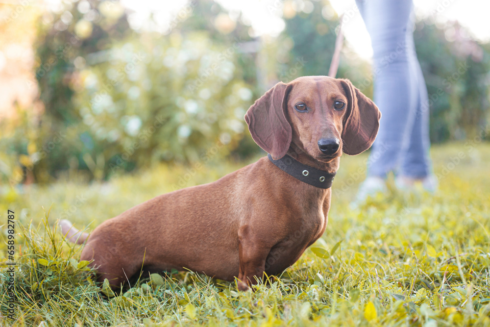 Dachshund dog walks on a leash with its owner on the green lawn Stock ...
