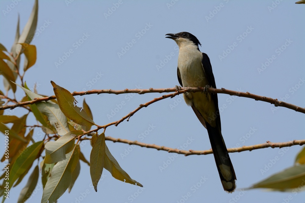 Jacobin Cuckoo / Pied Cuckoo / Pied Crested Cuckoo (Clamator jacobinus ...