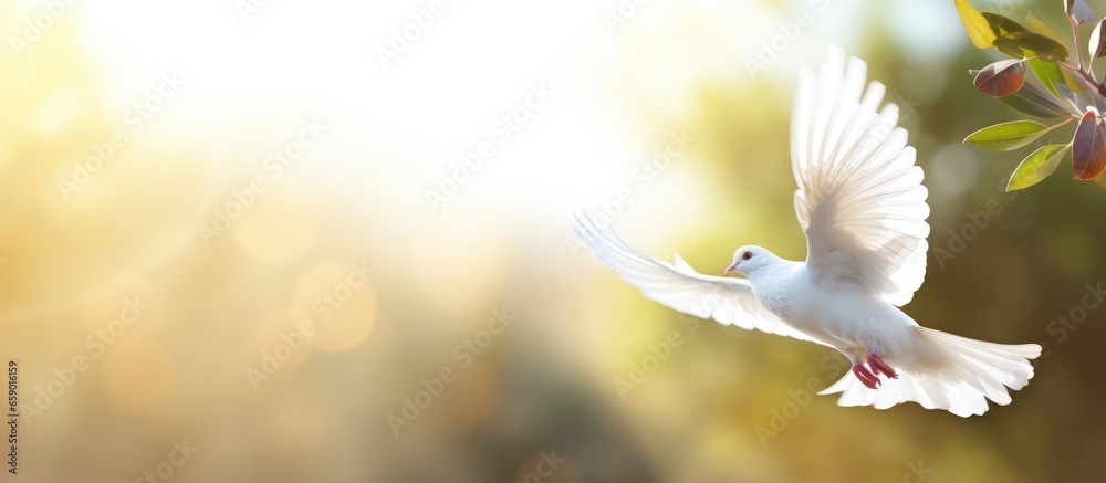 Peace concept portrayed by white dove with olive branch illuminated by ...