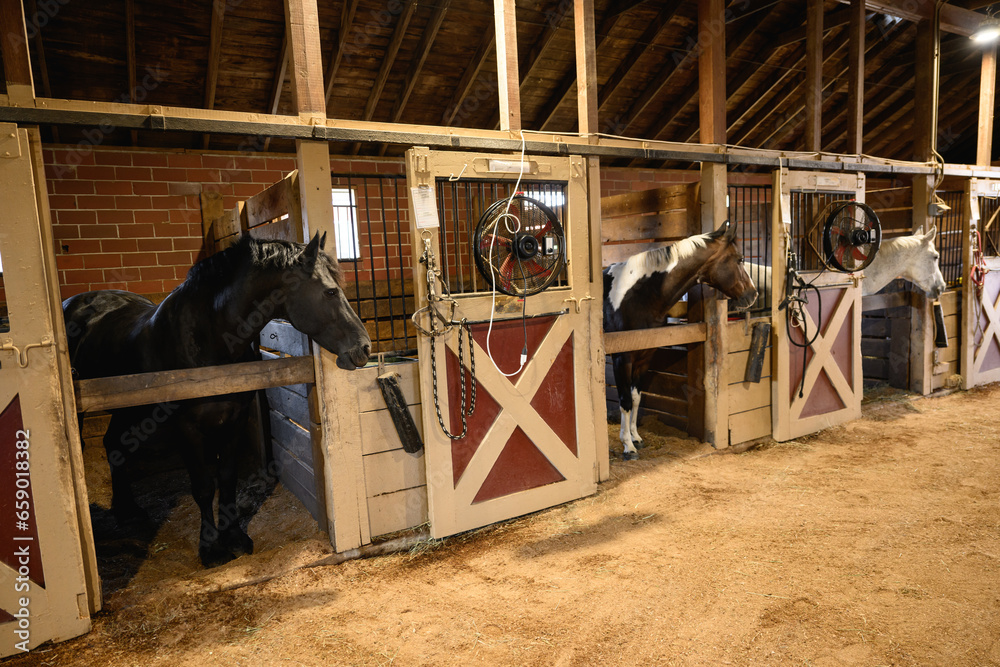 horses with their heads sticking out stable stall Stock Photo | Adobe Stock