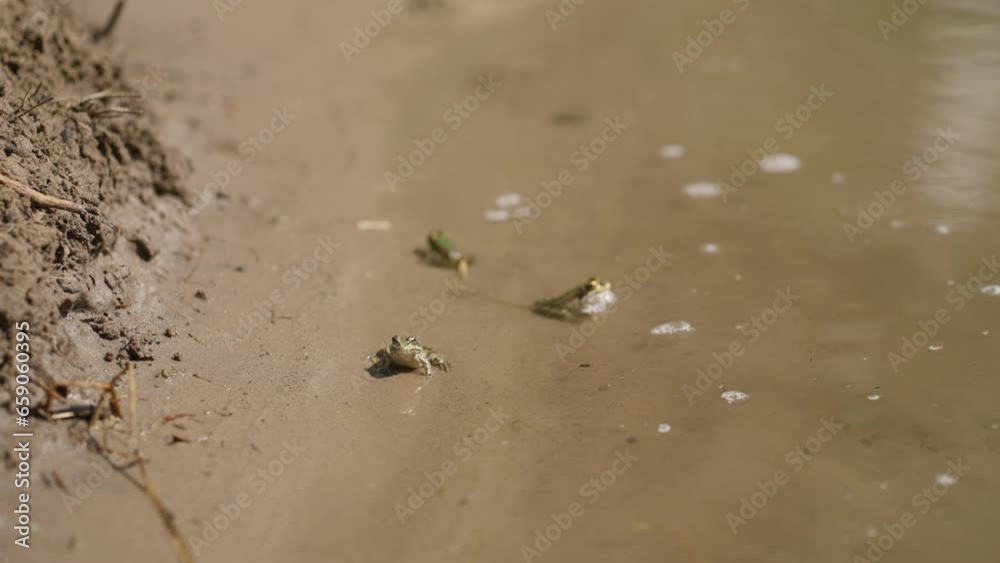 little green frogs sitting on sandy lake shore at edge of water ...