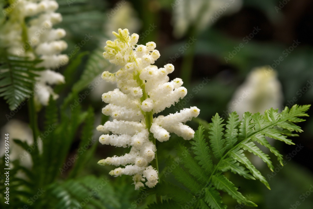 Flowering fern that, according to legend, blooms one night from July ...