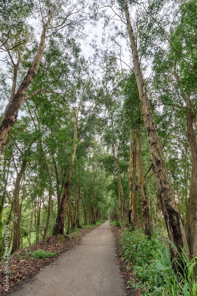 Tra Su forest - Melaleuca Cajuputi forest, a famous destination to ...