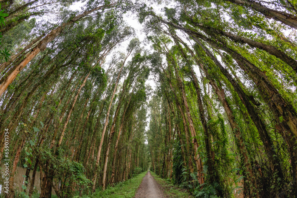 Tra Su forest - Melaleuca Cajuputi forest, a famous destination to ...