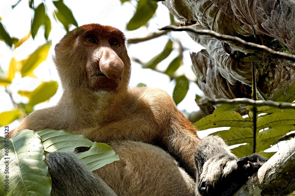 Proboscis Monkey (Nasalis larvatus) in Taman Negara Bako National Park ...