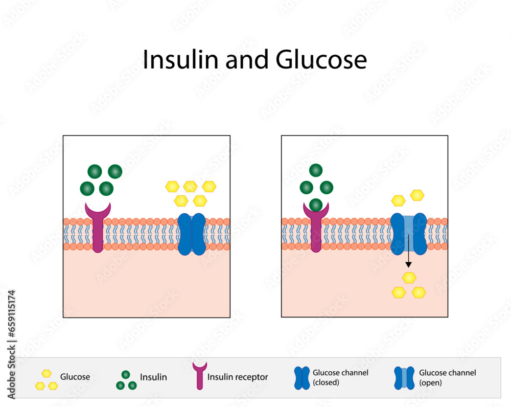 Insulin mechanism of action, regulates glucose metabolism and glucose ... Insulin mechanism of action, regulates glucose metabolism and glucose ...