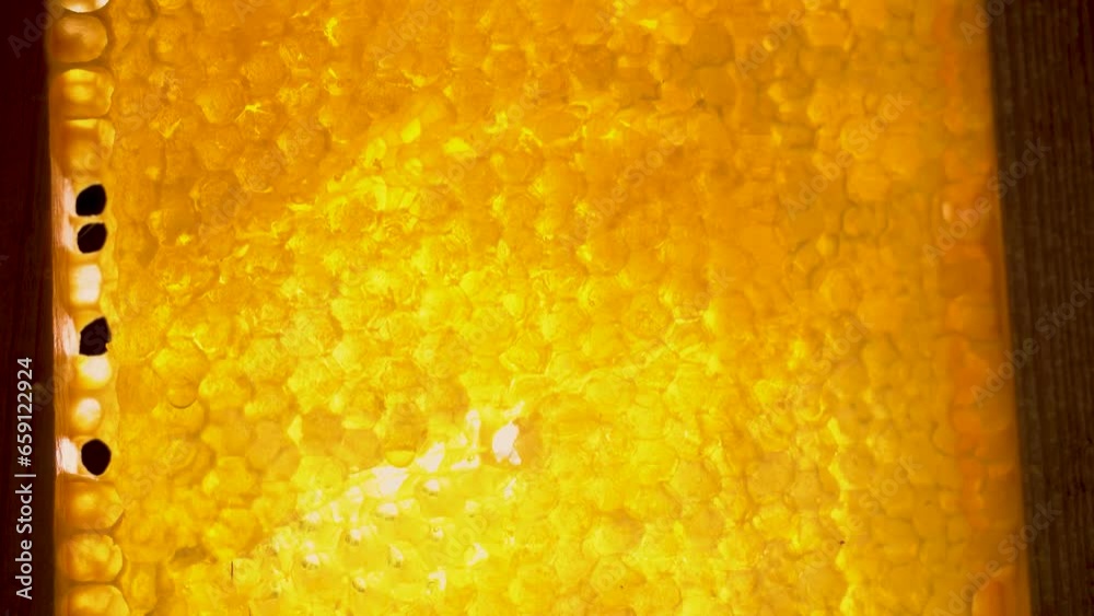 Camera slides over on empty wax honeycombs. Close up of honeycomb frame ...