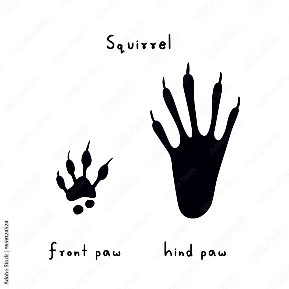 Traces of Squirrel. Drawing of Squirrel paw print. Trail Rodent of front and hind paws. Wild ...