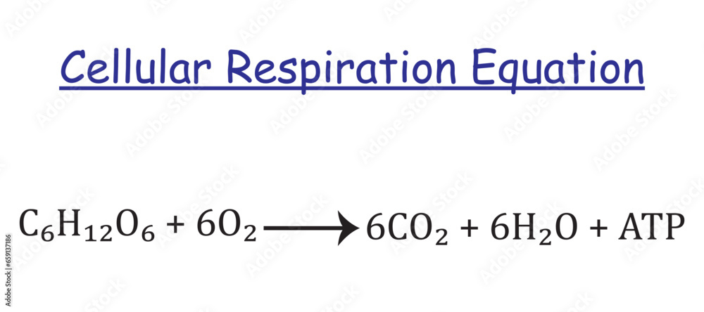 Cellular respiration equation isolated on white background. Vector ...