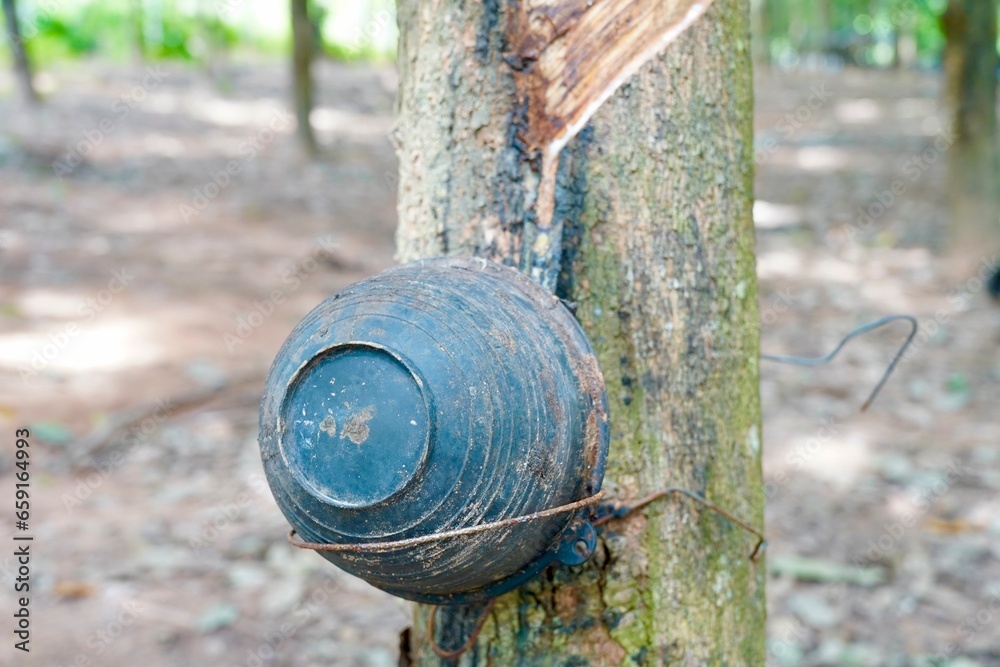 Rubber tapping, Tapping latex rubber tree, Rubber Latex extracted from ...