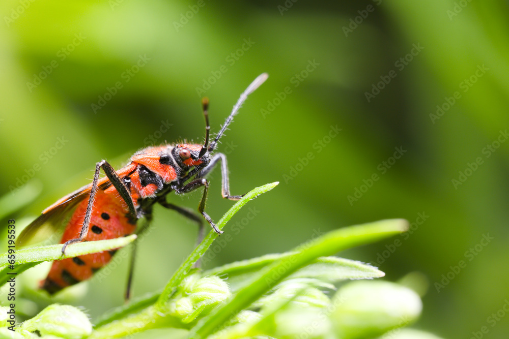 Side view of a scentless plant bug known as cinnamon bug or black and red squash bug (Corizus ...