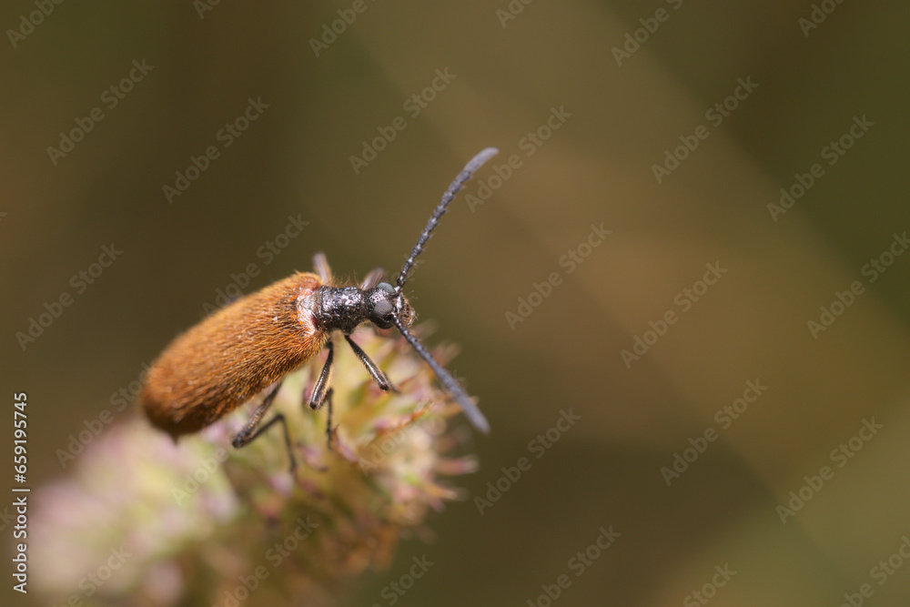 Rough hair, Rough wool beetle (Lagria hirta) from Tenebrionidae family ...