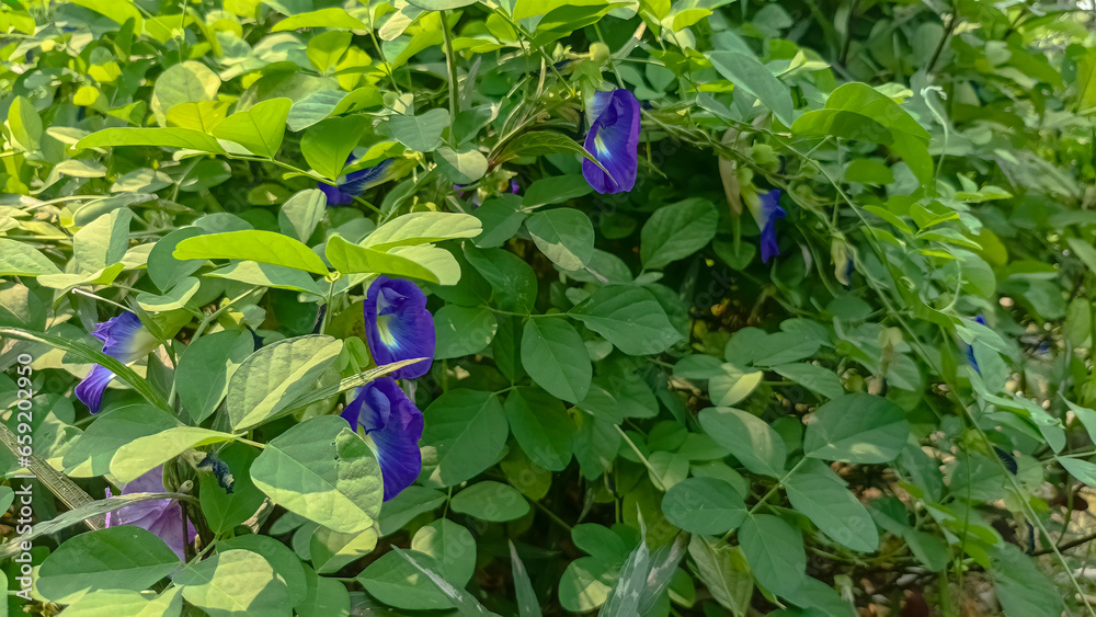 Blue Pea flower or Asian Pigeonwings (Clitoria ternatea). Vine plant is ...