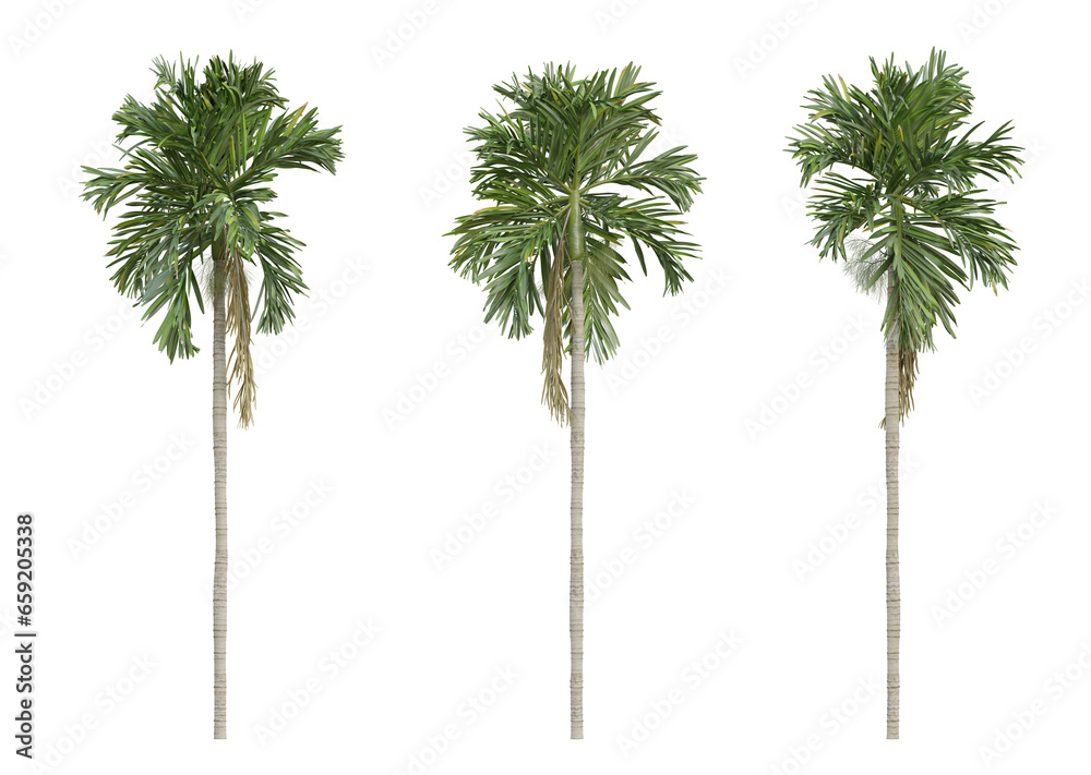 Areca catechu palm tree on transparent background, tropical plant, 3d ...