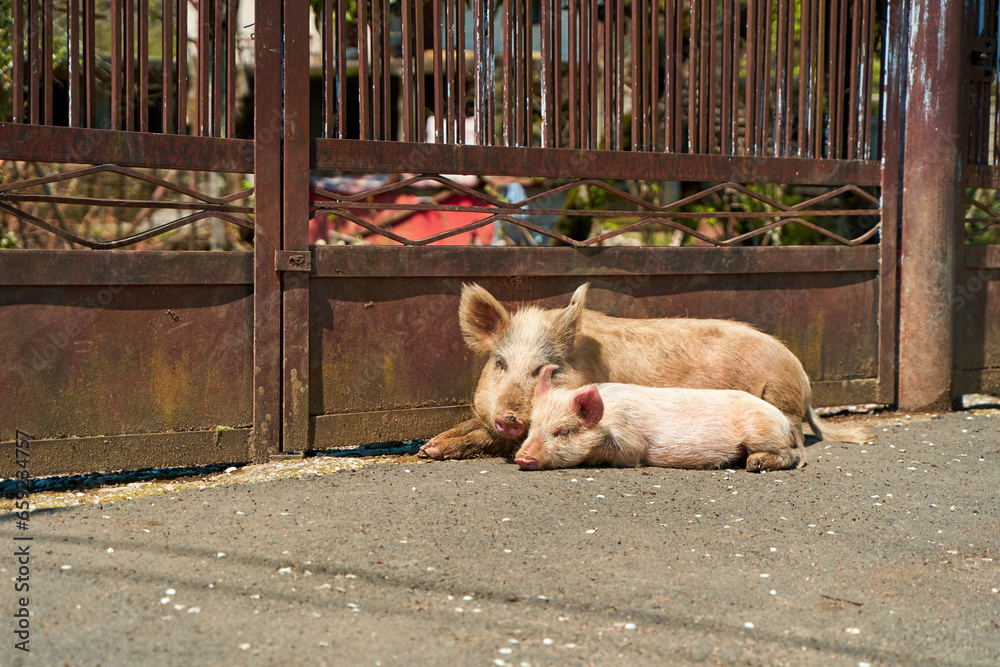 The life of a family of pigs in the village. Breeding pigs Stock Photo ...