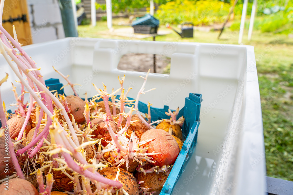 Sprouted potatoes are soaked in a disinfectant to protect against ...