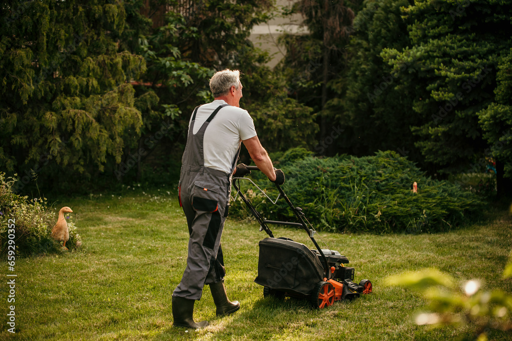 Experienced senior gardener keeps his lawn immaculate while wearing a ...