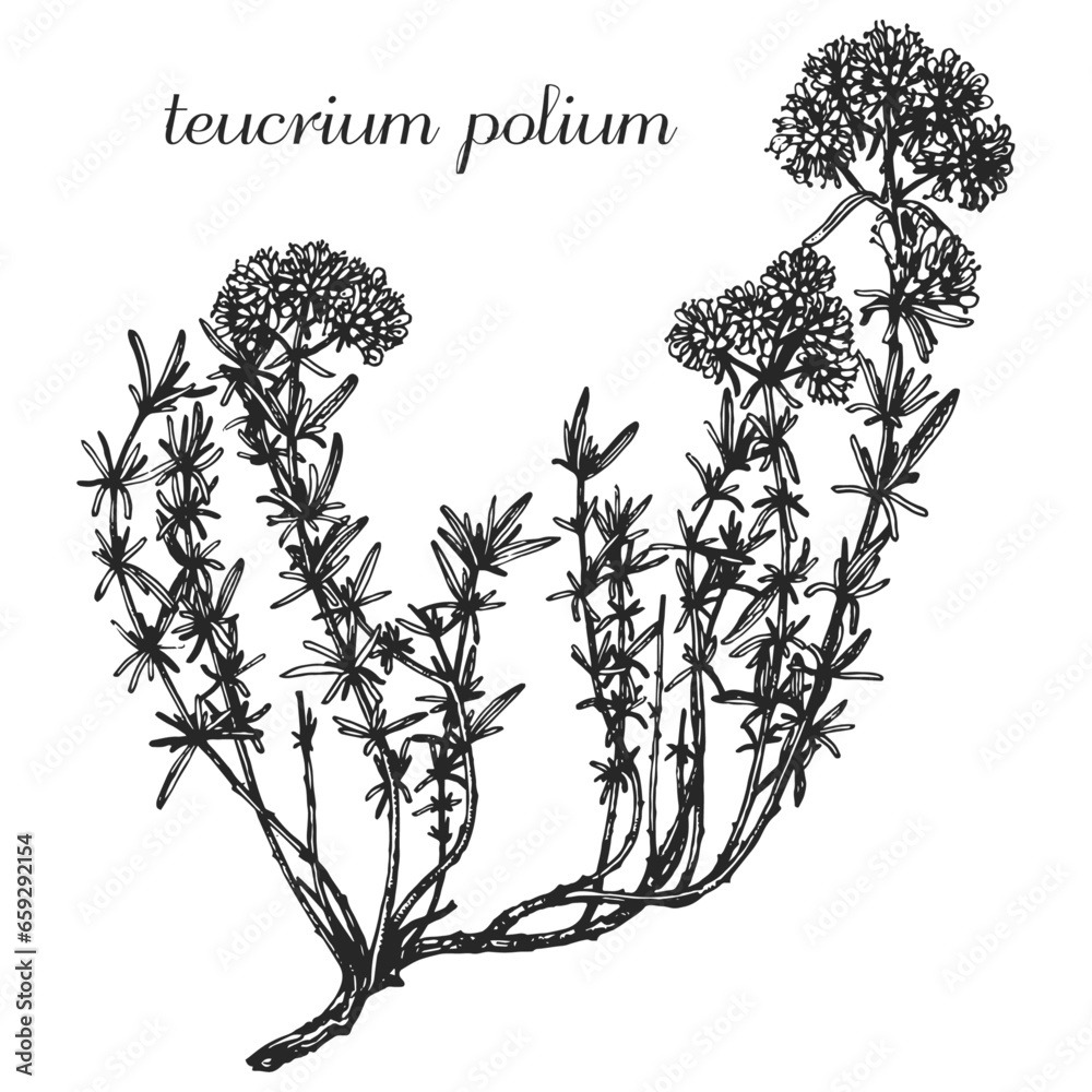 teucrium polium, monochrome flower, medicinal plant, medicinal herbs ...