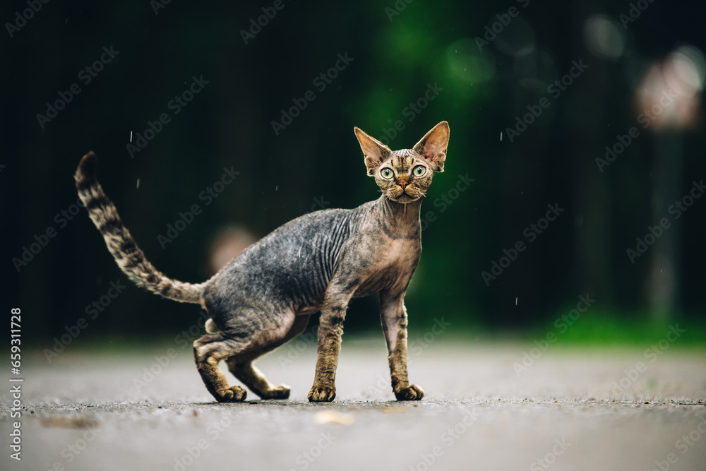 Devon Rex Cat With Dark Brown Tabby Fur Color On Walkway Under Rain ...