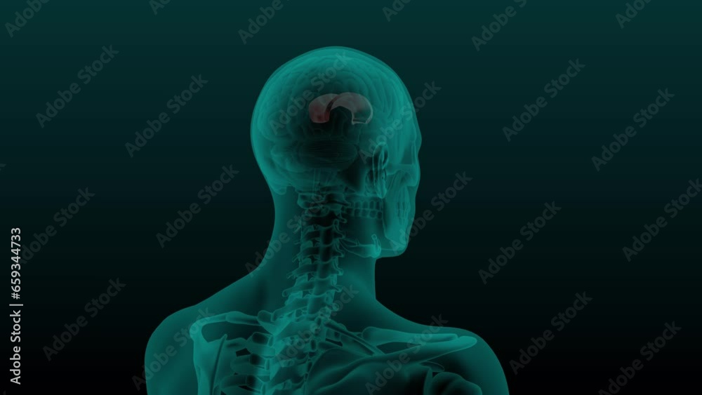 X-ray scan of the human head and neck with the skull and Brain Corpus ...