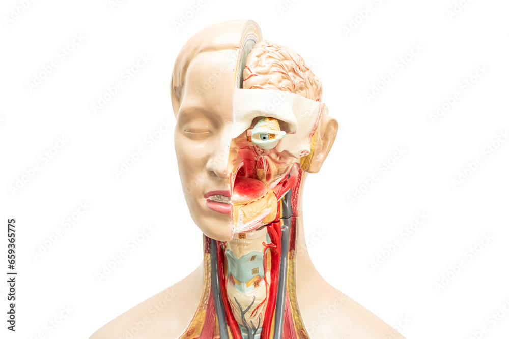 Human brain model of head anatomy for medical training course, teaching ...