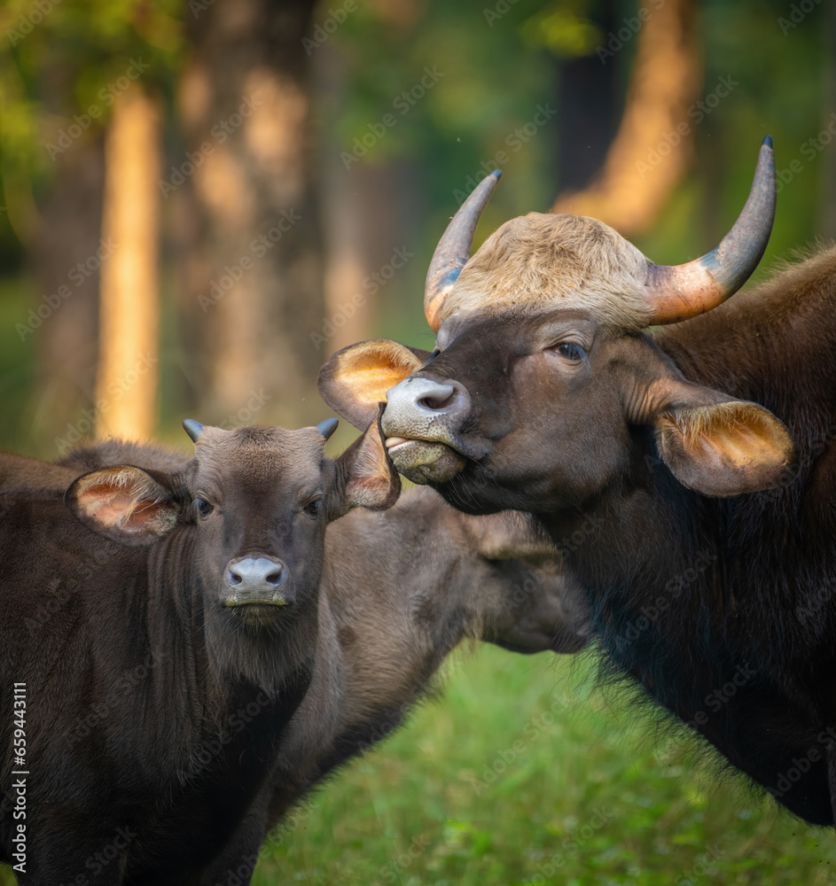 wild bison in the wild, Indian bison in the wild, Indian Gaur, Stock ...