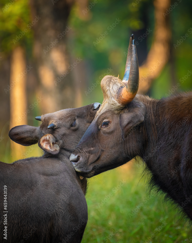 wild bison in the wild, Indian bison in the wild, Indian Gaur, Stock ...