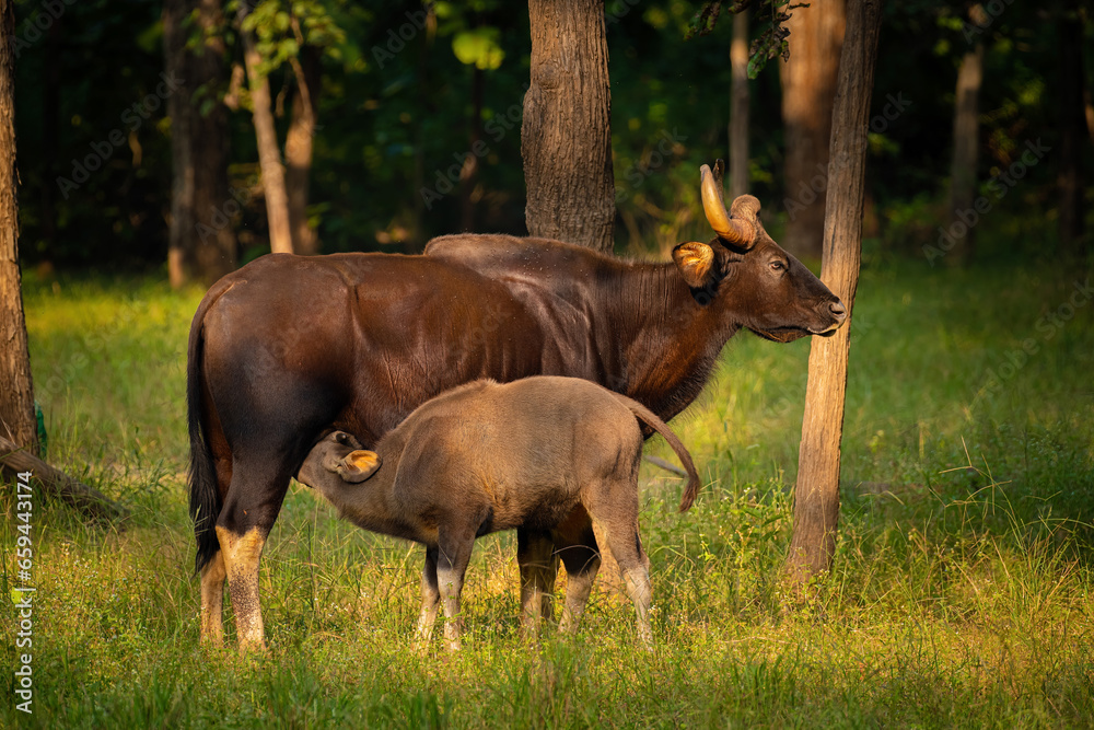 wild bison in the wild, Indian bison in the wild, Indian Gaur, Stock ...