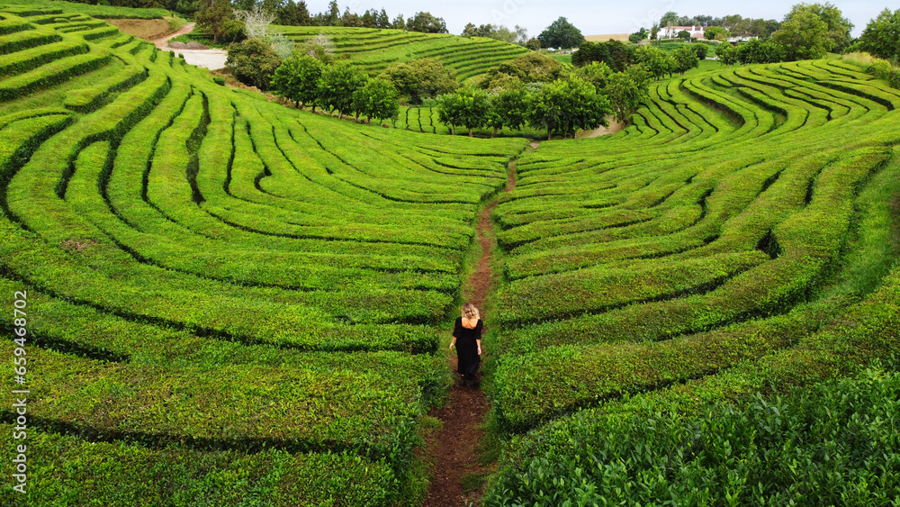 Tea plantation in Azores Sao Miguel. Gorreana Tea factory and field is ...