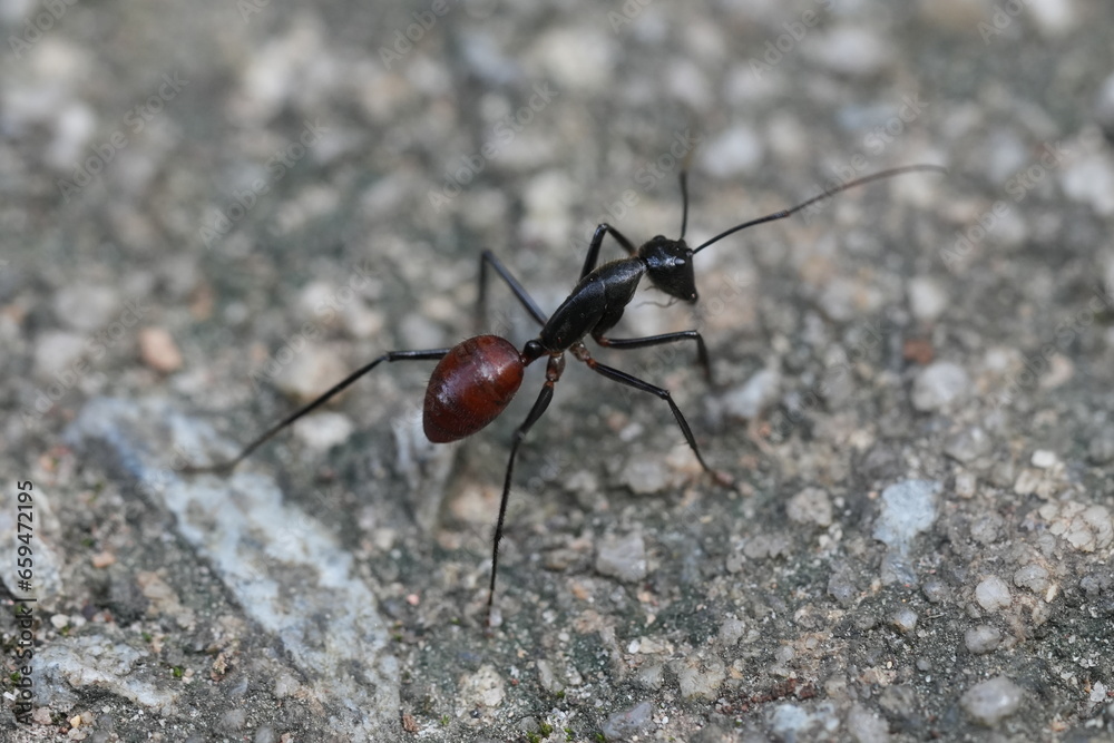 Dinomyrmex gigas, commonly known as the Giant Gliding Ant, is a ...