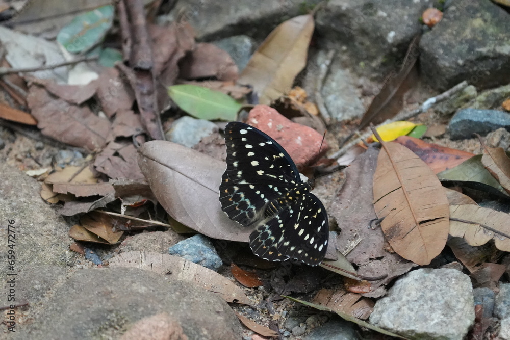Lexias pardalis, commonly known as the Leopard Lacewing, is a species ...