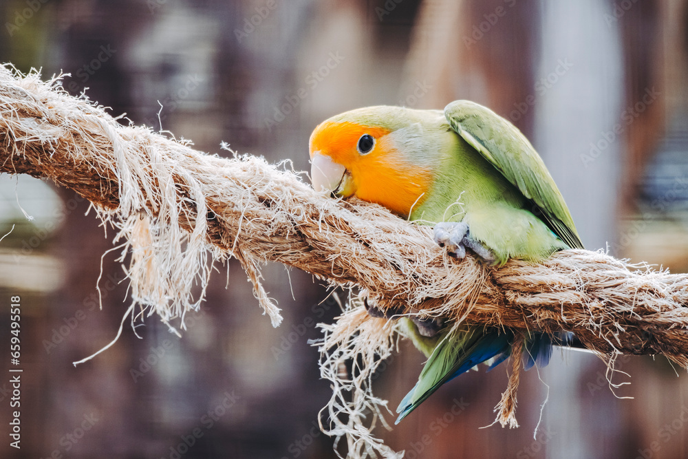 Portrait d'une jolie perruche verte à tête orange inséparables Stock ...