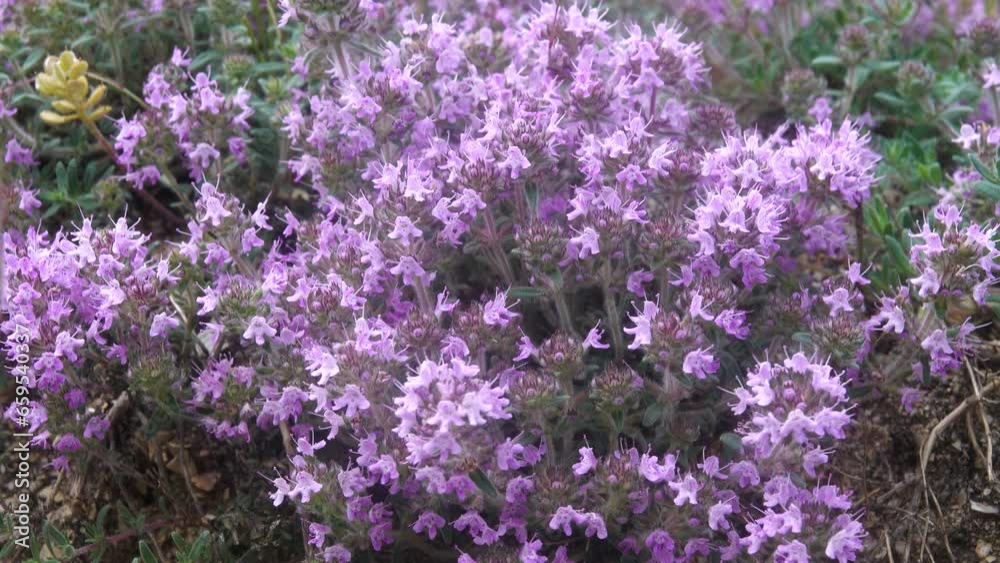 Crimea thyme (Thymus tauricus) in conditions of dry sandy steppes with ...
