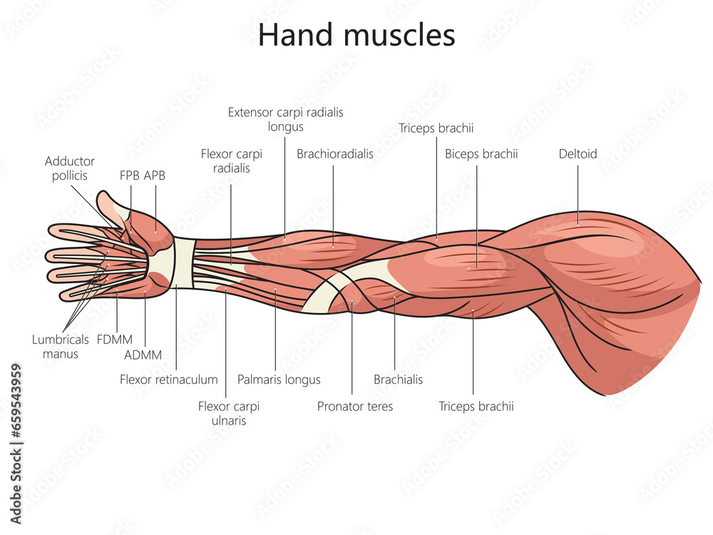 Human hand arm muscles structure diagram schematic raster illustration ...