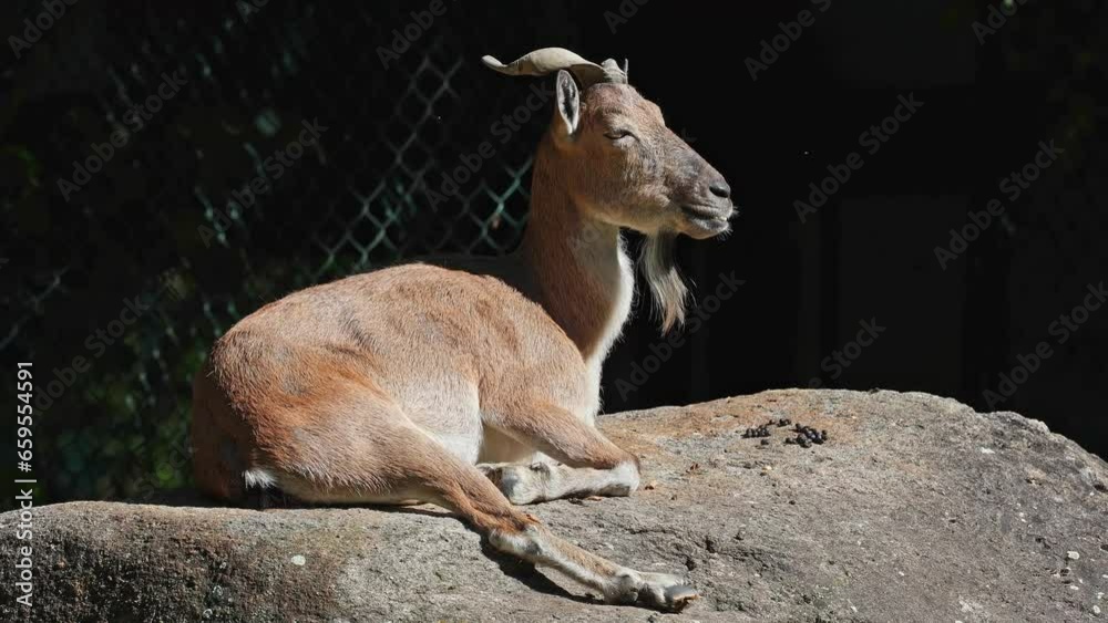 Turkmenian markhor, Capra falconeri heptneri. The name of this species ...
