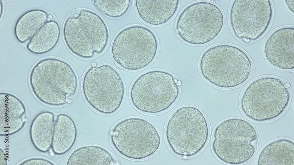 Fertilized egg of worm Ophelia limacina under microscope. Stage is one ...