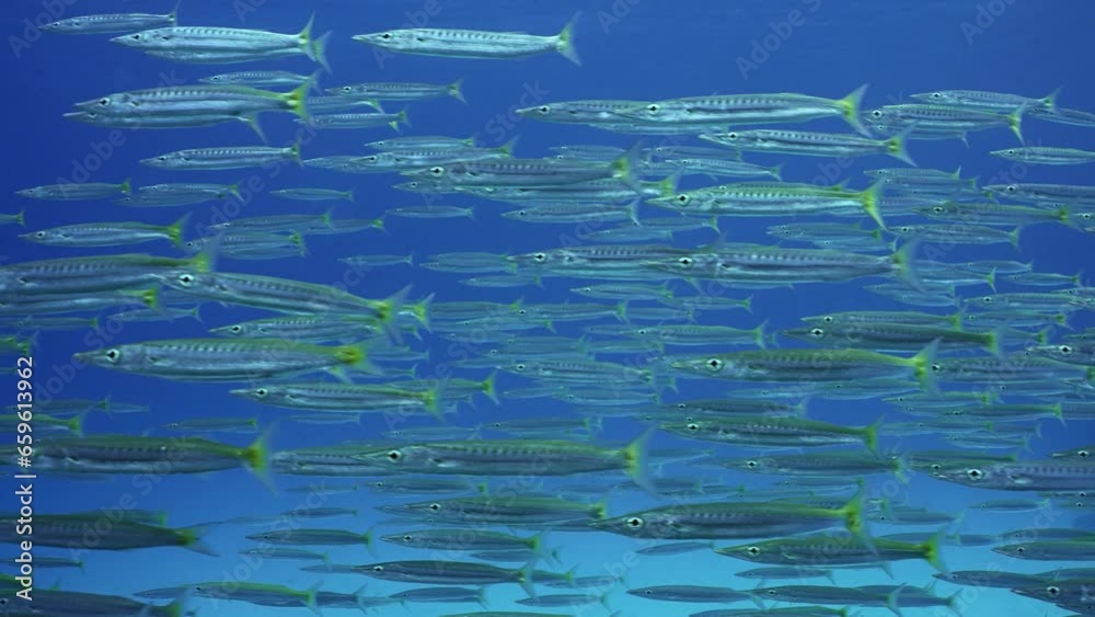 A lot of Barracuda floats in blue water column. Large shoal of Yellow ...