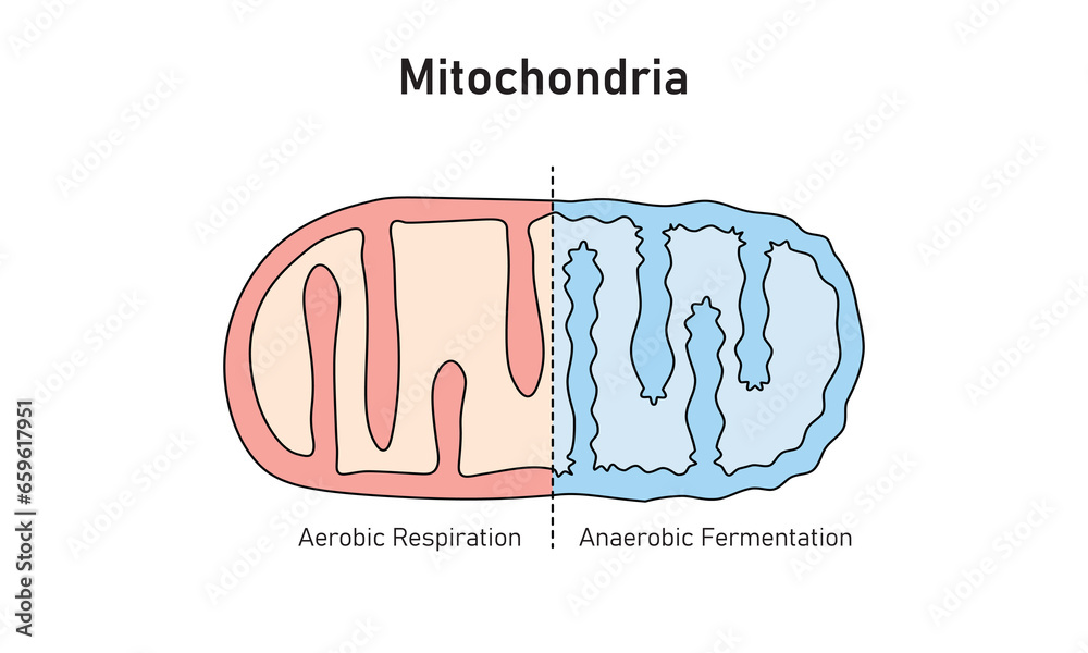 Mitochondria Structure in Aerobic and Anaerobic Respiration Scientific ...