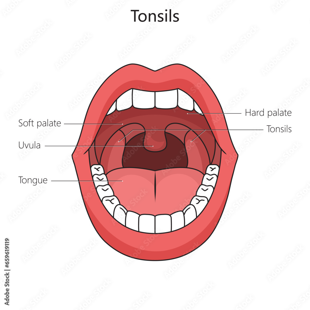 Human tonsil structure diagram schematic vector illustration. Medical ...