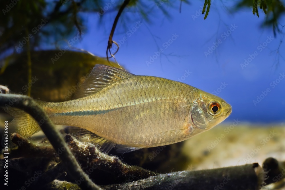 European bitterling male in spawning coloration, dwarf omnivore ...