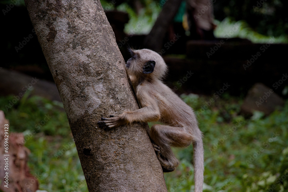 Gray langurs, also called Hanuman langurs or Hanuman monkeys, are Old ...