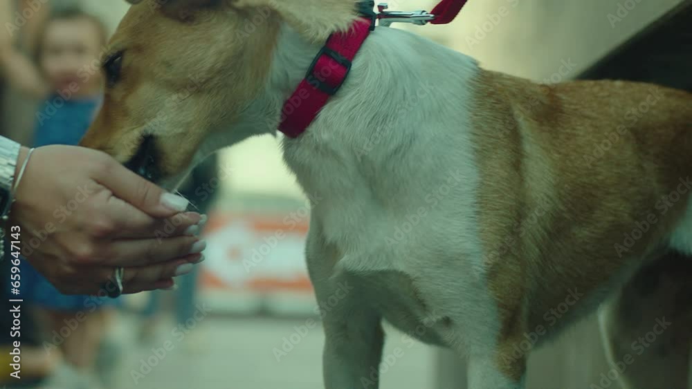 Dog drinking water from woman's hands . Girl giving water from her hand ...