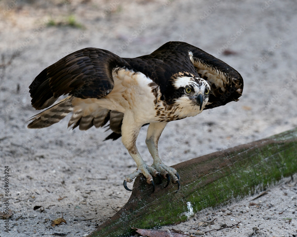 Osprey Bird Stock Photos. Close-up front view with spread wings in its ...