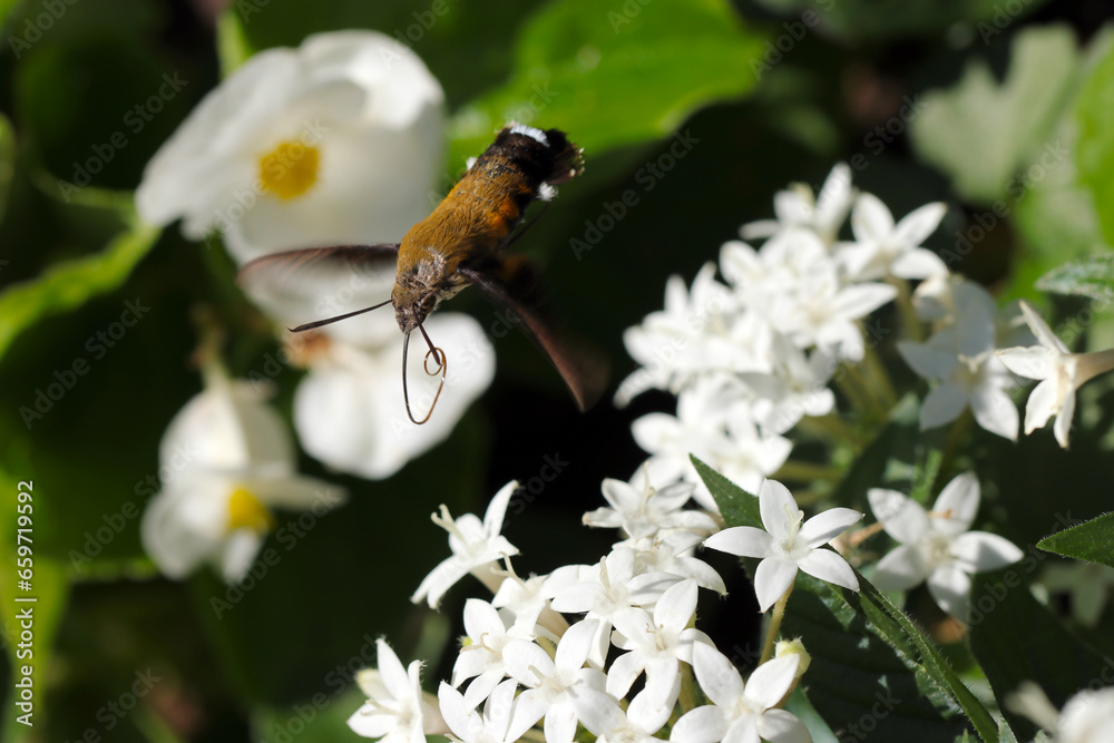 Humming-Bird HawkMoth (Macroglossum bombylans) moth sucking nectar from ...
