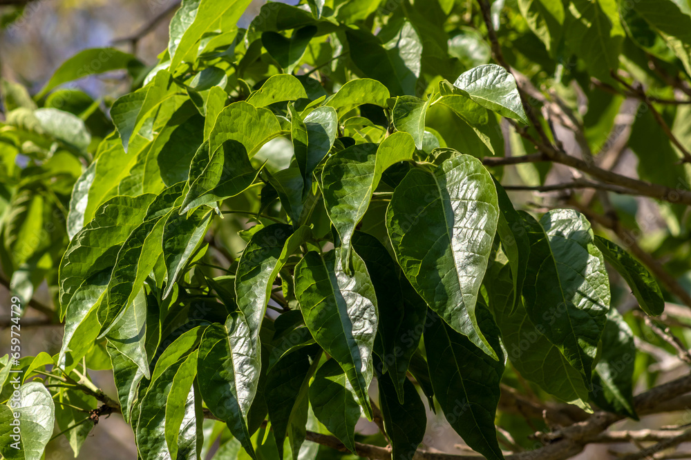 Foto de Detail of the leaves of the white Ipe (Tabebuia roseo-alba) in ...