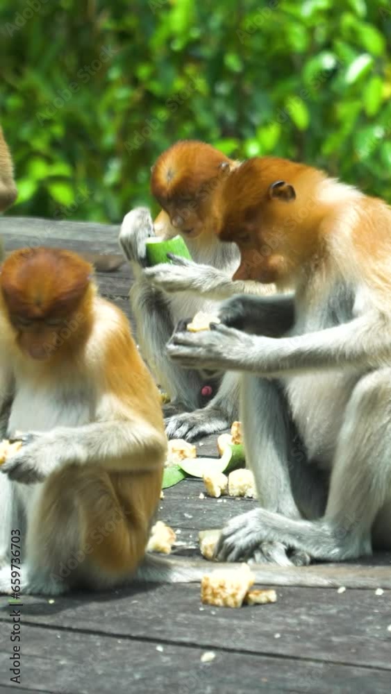 Proboscis monkeys in the reserve eat food prepared by humans. Borneo ...