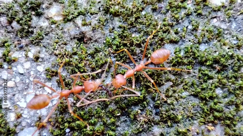 Two Asian Weaver Ants (Oecophylla smaragdina,weaver ant,green ant,green ...