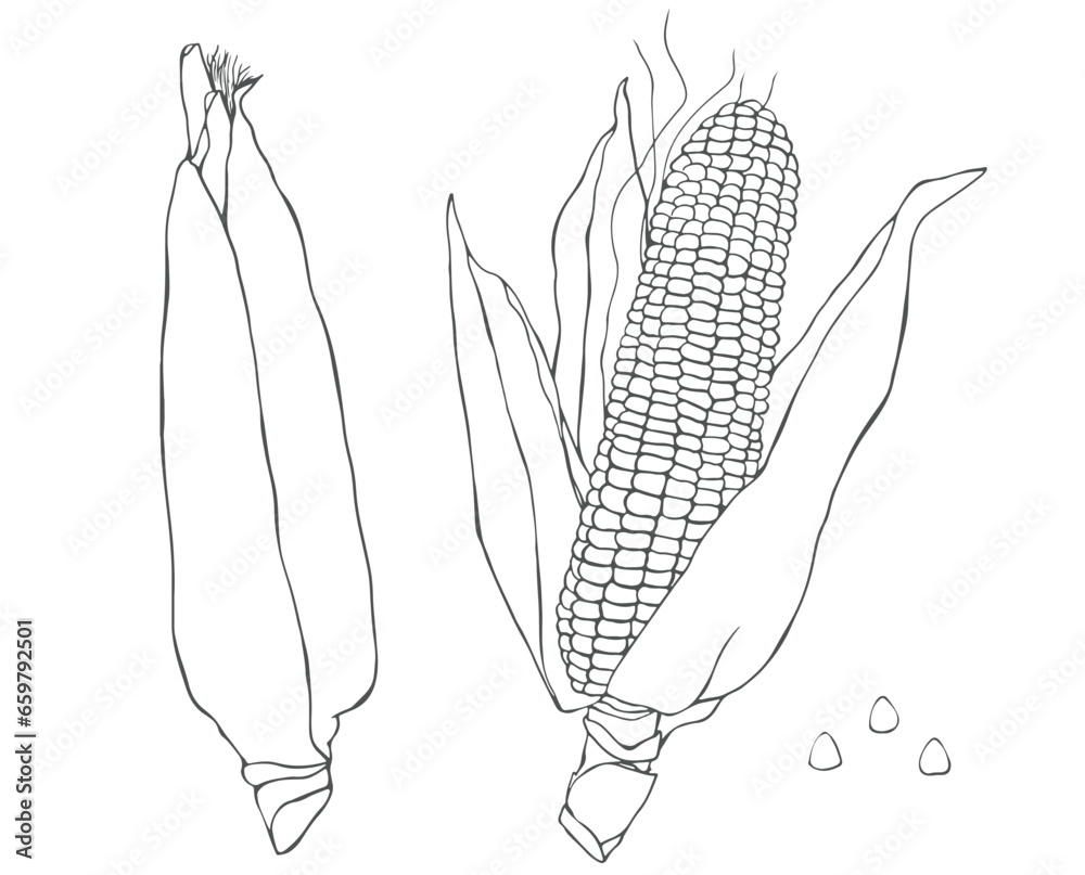 Corn hand drawn vector illustration set. Isolated Vegetable engraved ...